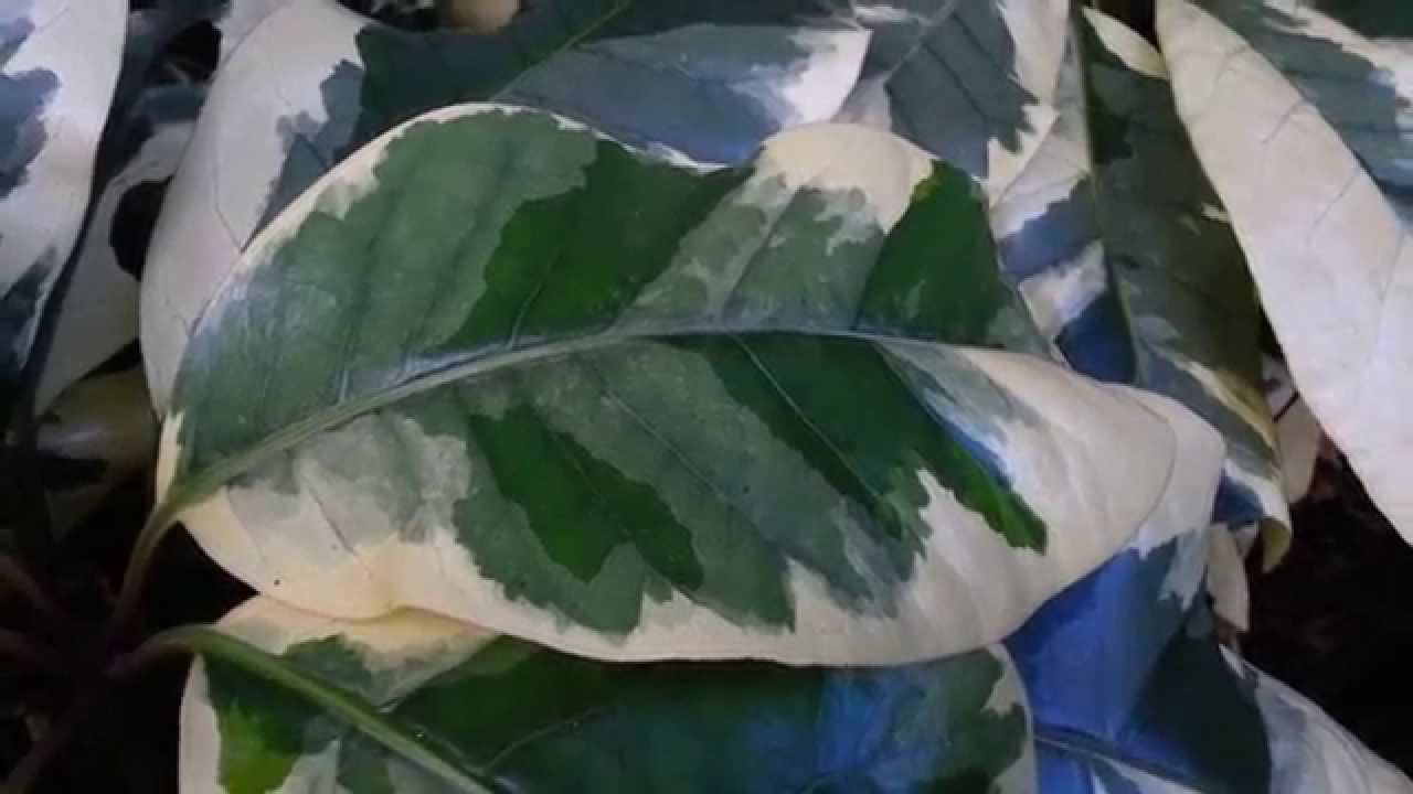 Pisonia umbellifera - Bird lime Tree HD 02 - YouTube