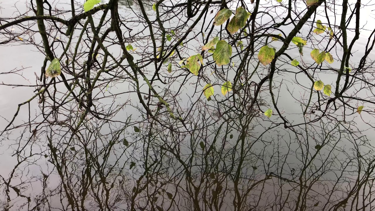 Common lime - branches & twigs reflecting on river Exe - November 2020 ...