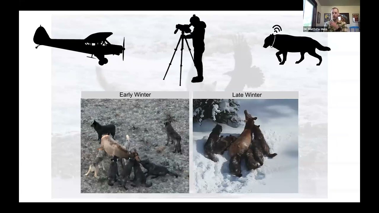 Dr. Matthew Metz, presentation to WDFW's Wolf Advisory Group on June 23 ...