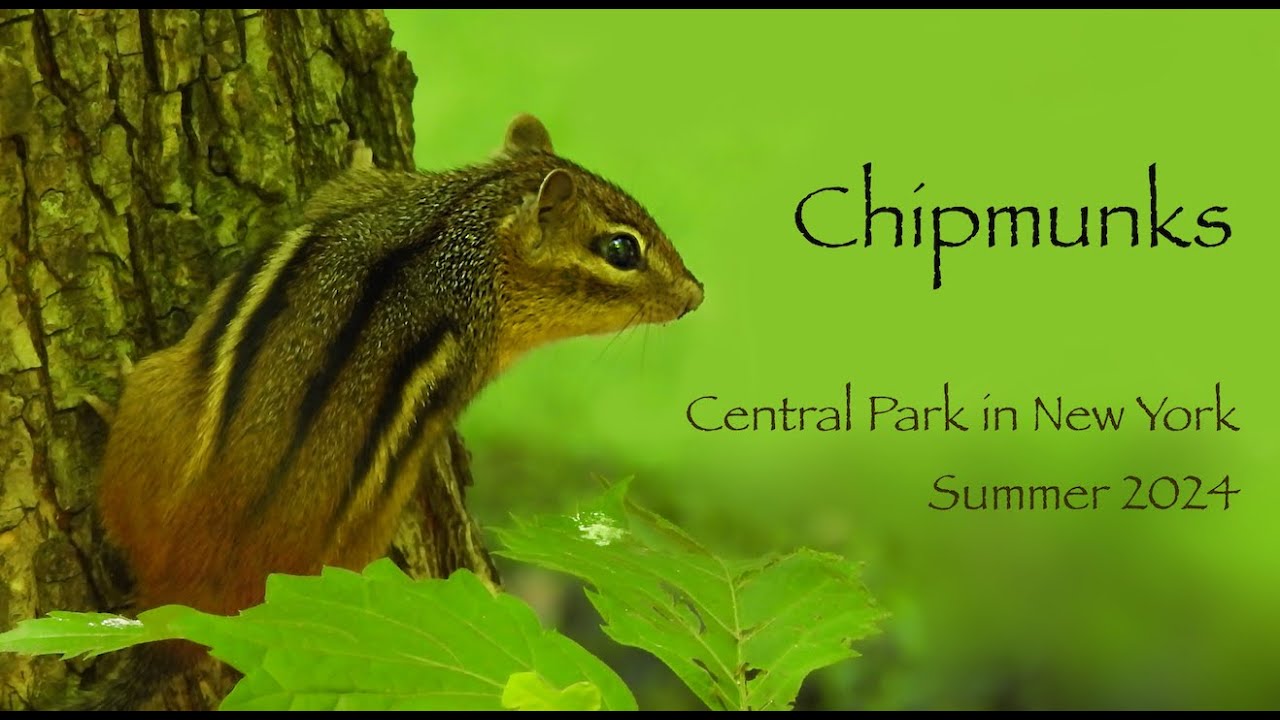 Chipmunks at Central Park in New York City 🐿 - YouTube