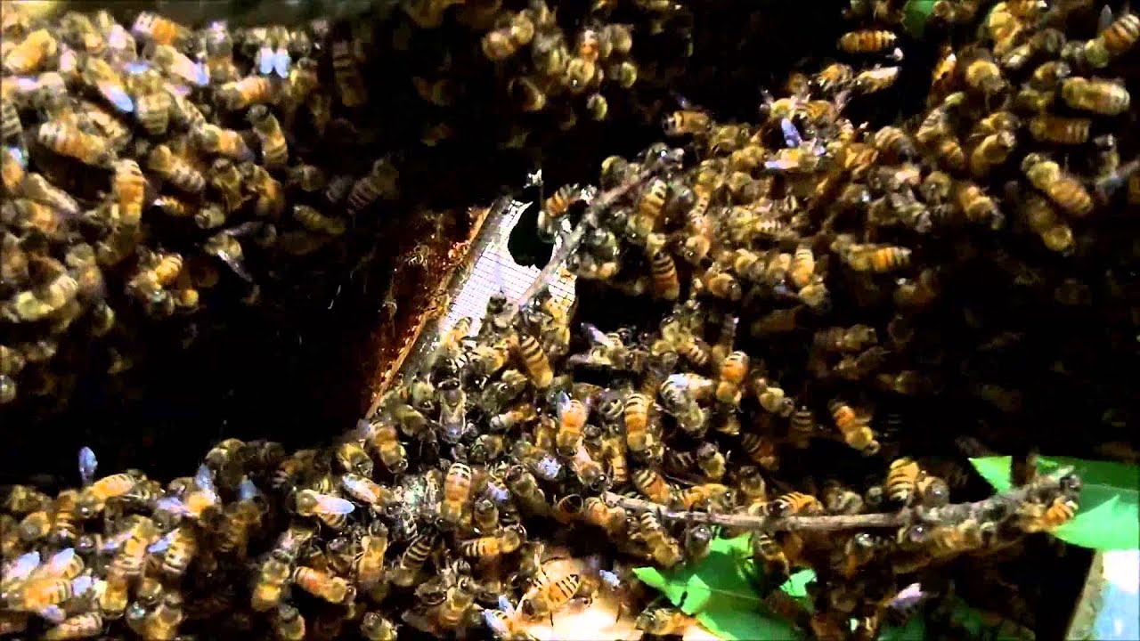 Big swarm capture - 05/04/2014 - YouTube