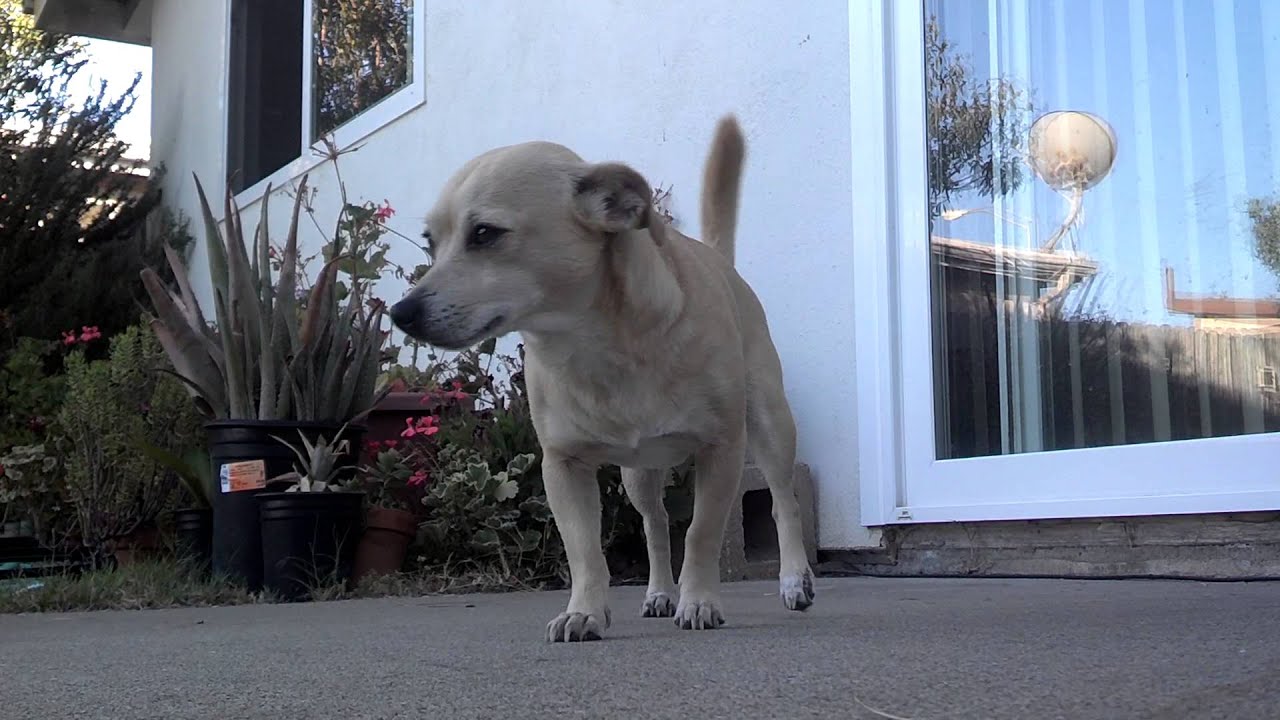 Duna the dog - YouTube