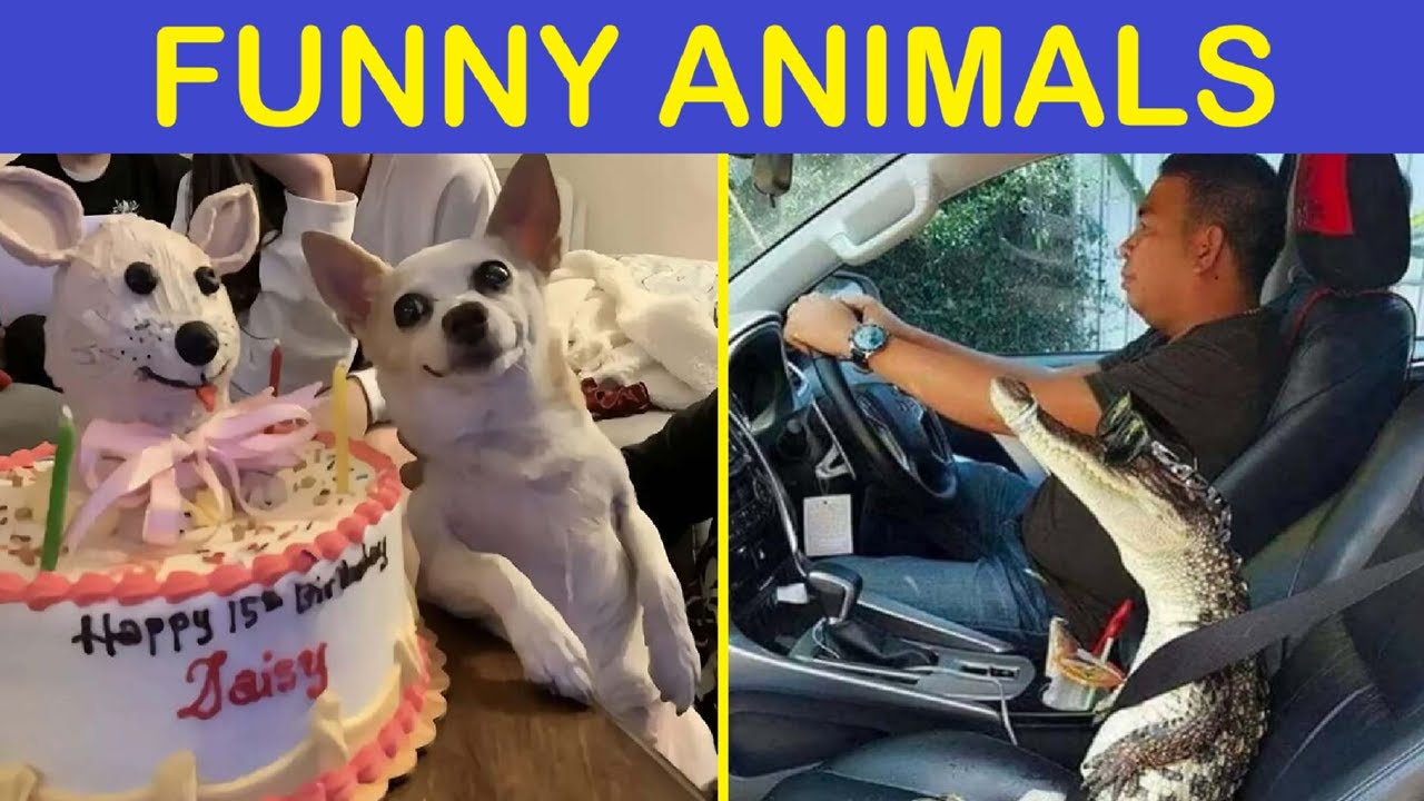 Awkward, Unhinged And Funny Animal Pics For Those Who Need A Break From ...