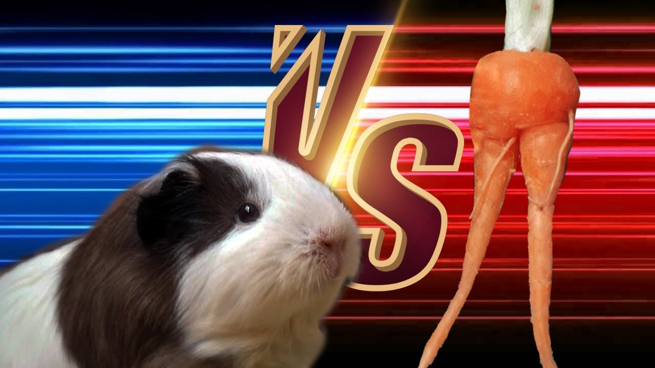 Guinea pigs vs Evil carrot - YouTube