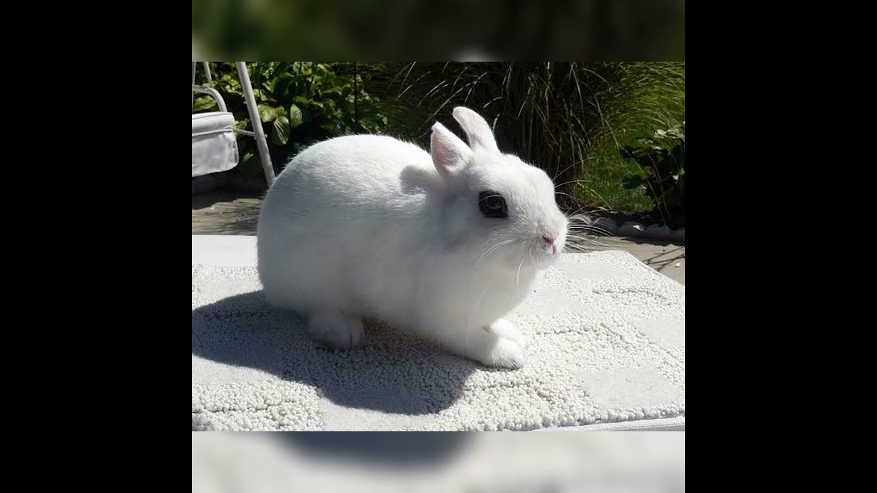 Dwarf Hotot Rabbit Health, Care, Feeding, Temperament, and Coat ...💕💕💕 ...