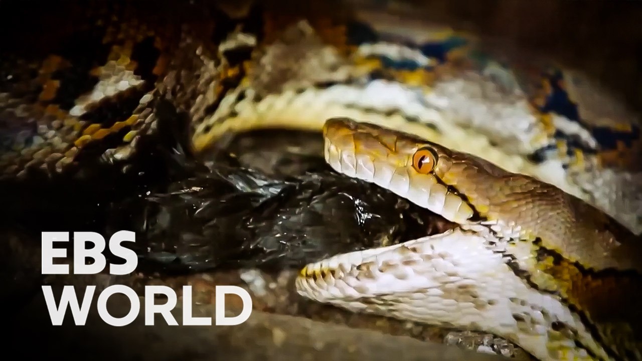 [ENG SUB] Giant Snakes & Venomous Cobras! Indonesia's Brave Snake ...