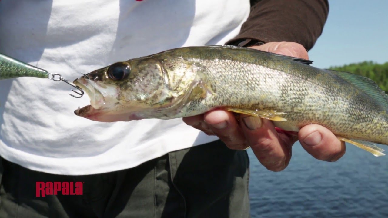 How to Fish for Walleye around Contact Points | Rapala Fishing Tips ...