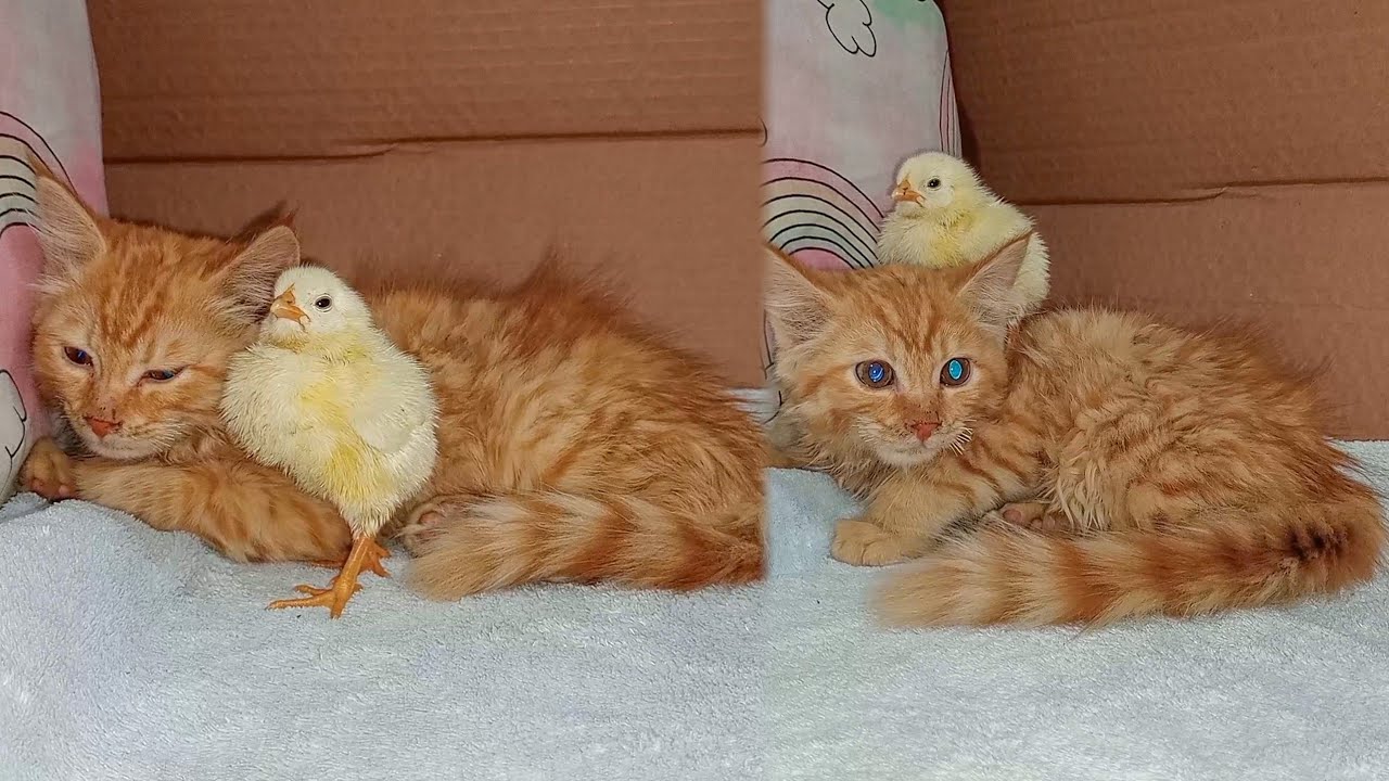 Tiny Chick climbs onto the head of kitten Ginger, kittens and cute baby ...