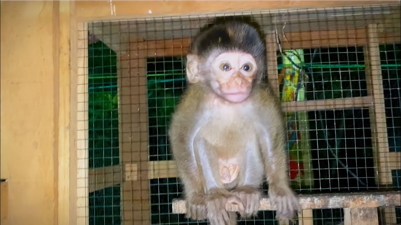 Cheerful baby monkey sitting pretty at night - YouTube