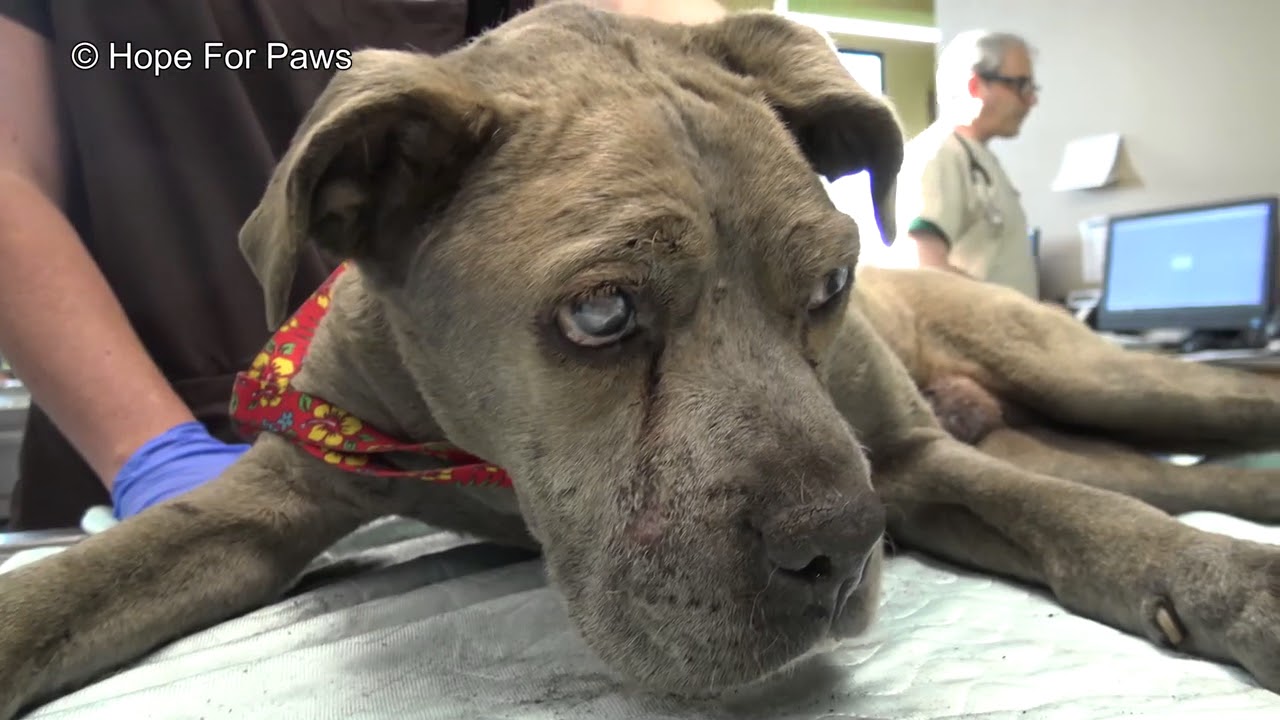 Senior blind Pit Bull waited all his life to be rescued - YouTube