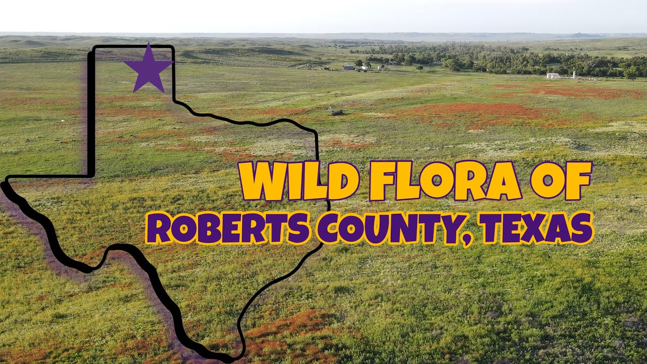 Flying Through a Field of Wild Flora - Roberts County, Texas - June ...