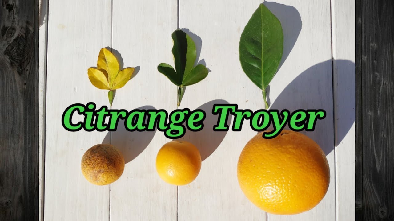 Citrange Troyer - Pié de injerto resistente al frío. - YouTube