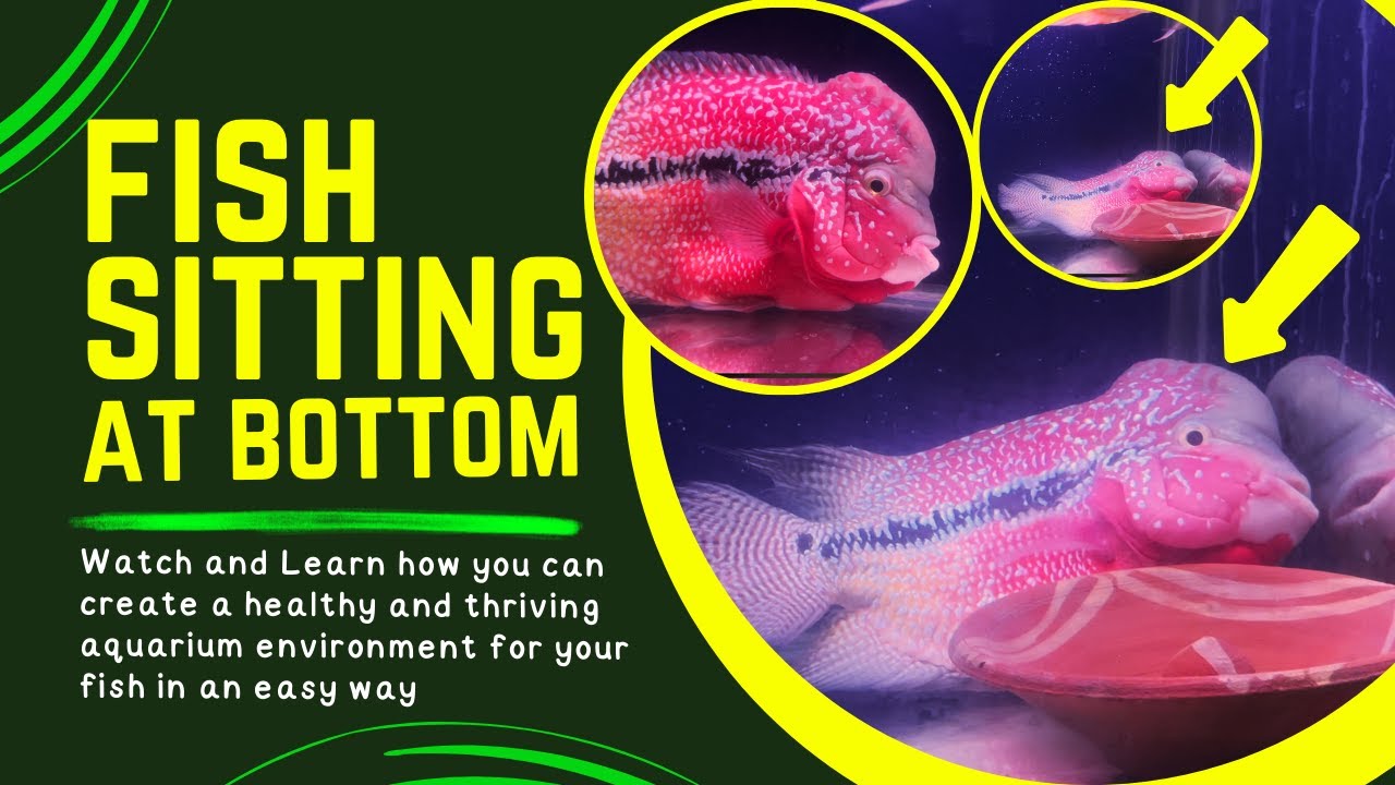 Why Fish Sitting At The Bottom Of The Tank? Top 10 Reasons with Actual ...