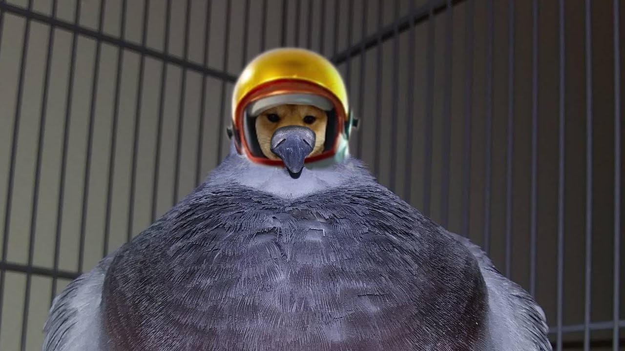 When Skittle turned into a Bird ... - YouTube