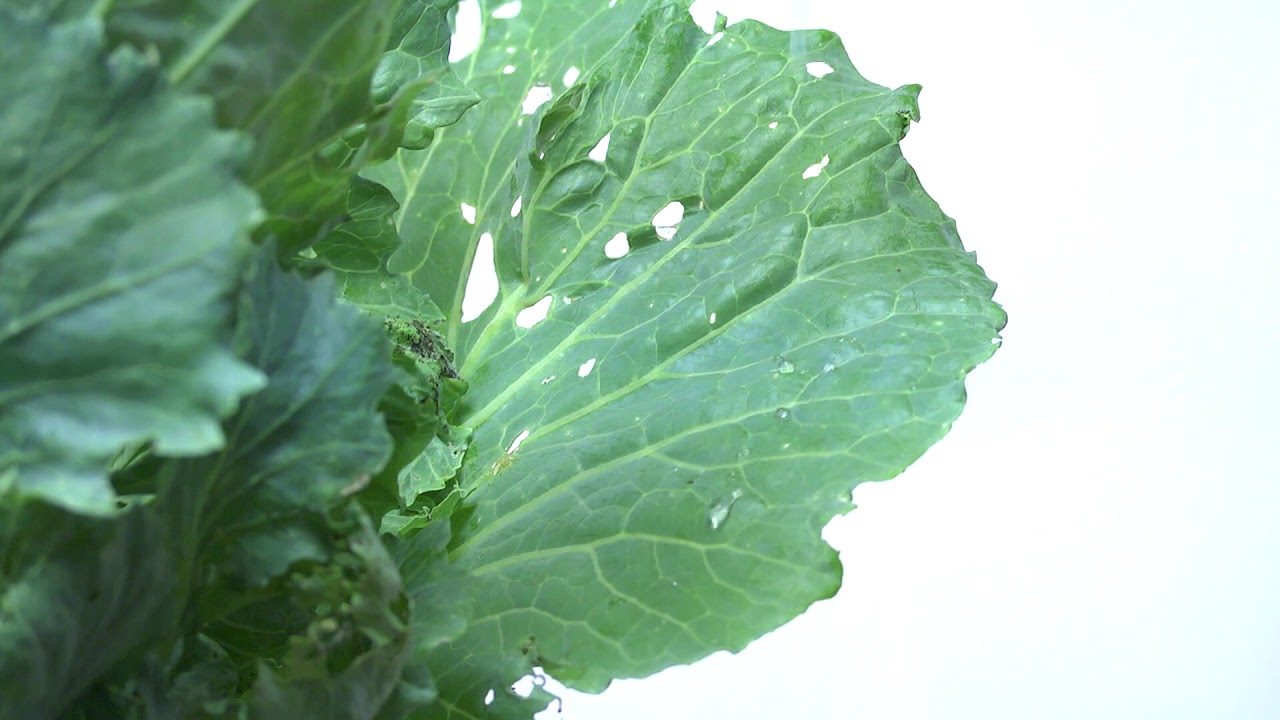 A leaf of cabbage in a biological laboratory. Free HD video footage ...