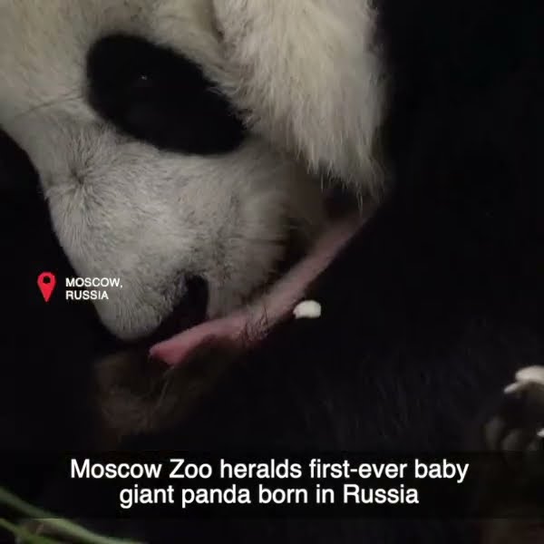 Moscow Zoo announces the birth of the first-ever giant panda cub born ...