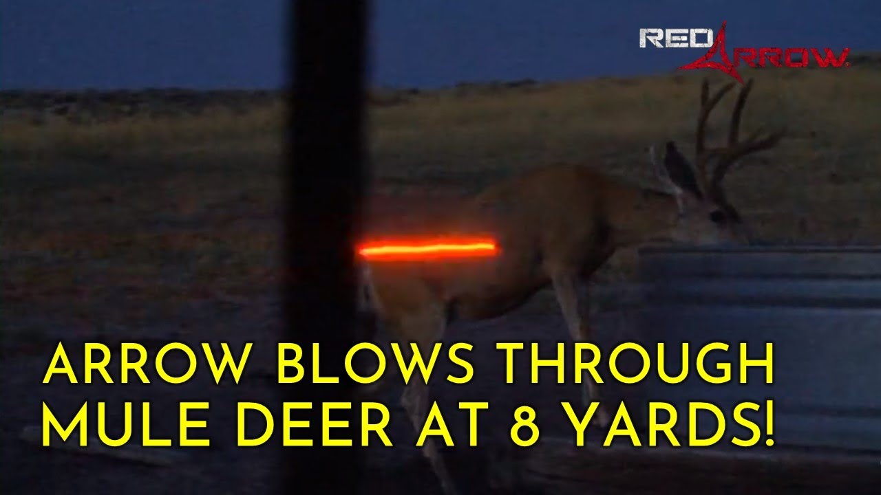 MULE DEER SHOT AT 8 YARDS! I Red Arrow - YouTube