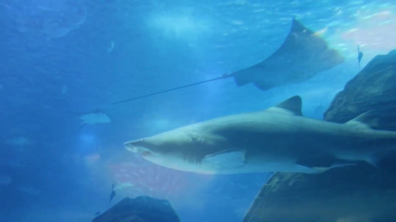 Blue Ocean life - YouTube