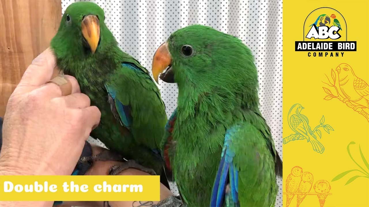 Hand-Raised Male Eclectus Parrots | Adelaide Bird Co - YouTube