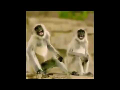 Monkey Laughing | DOWNLOAD LINK | Meme Template | HD Quality | Non Copyright |