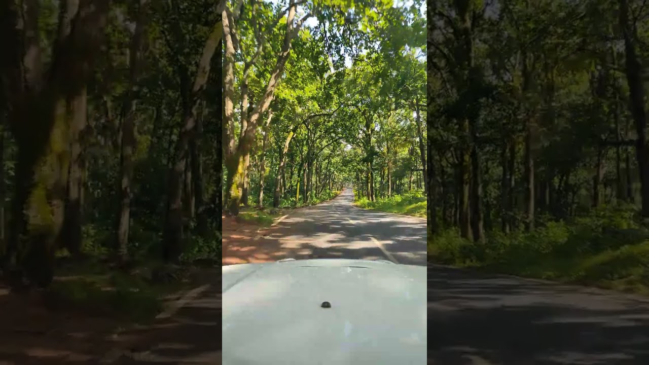 Netarhat forest🌲🌲 Netarhat - YouTube