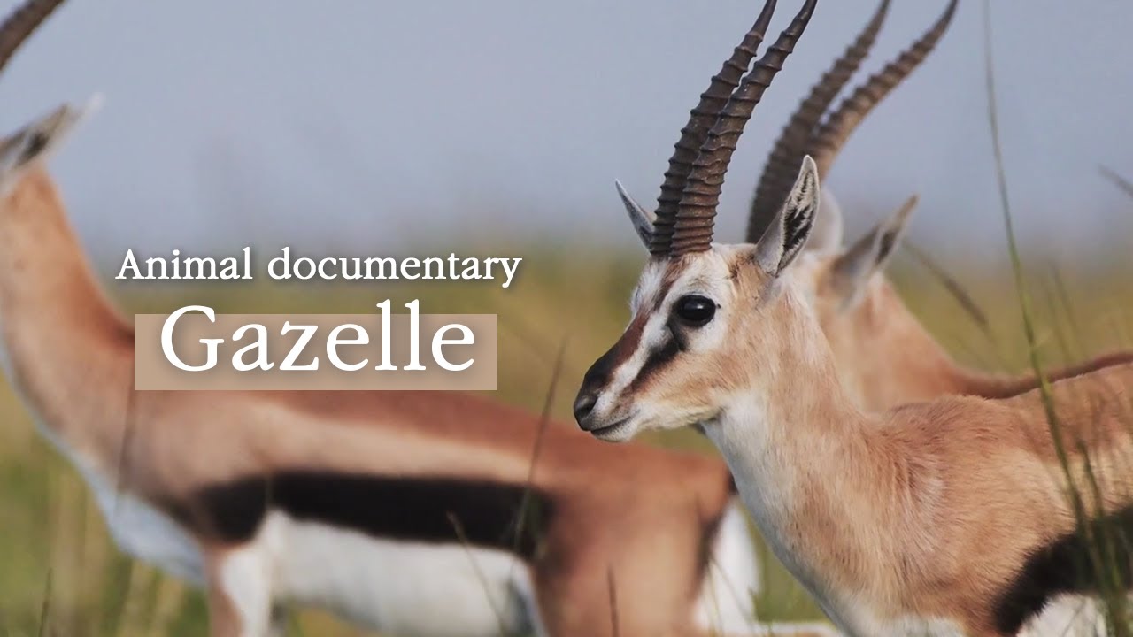 Gazelle [Animal Documentary] - YouTube