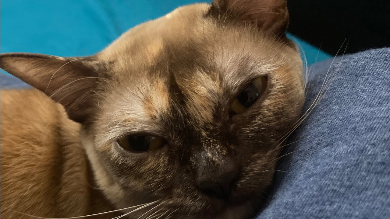 Cat Crap 1! - YouTube