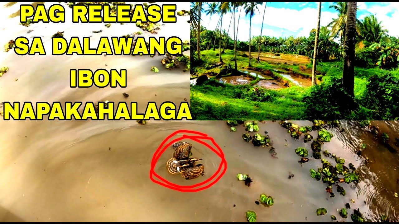PAG RELEASE NG DALAWANG IBON SA PALAYAN - YouTube