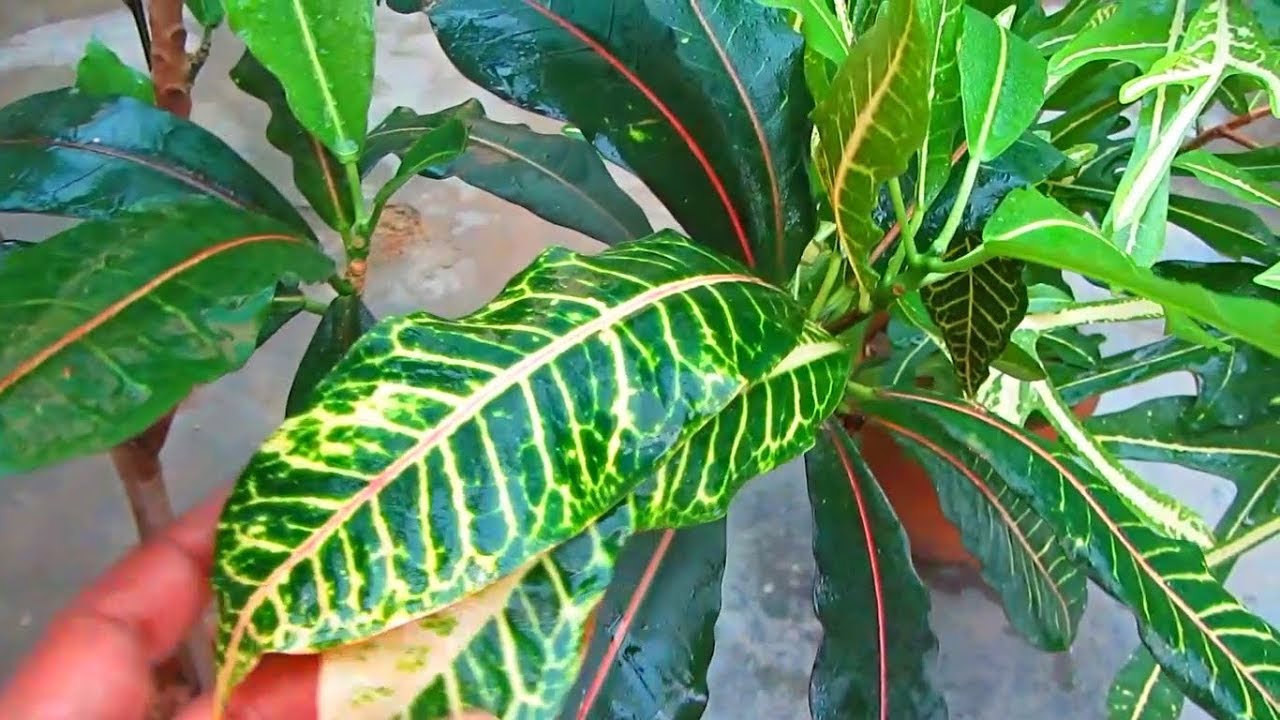 Different Types Of Croton Plants - YouTube