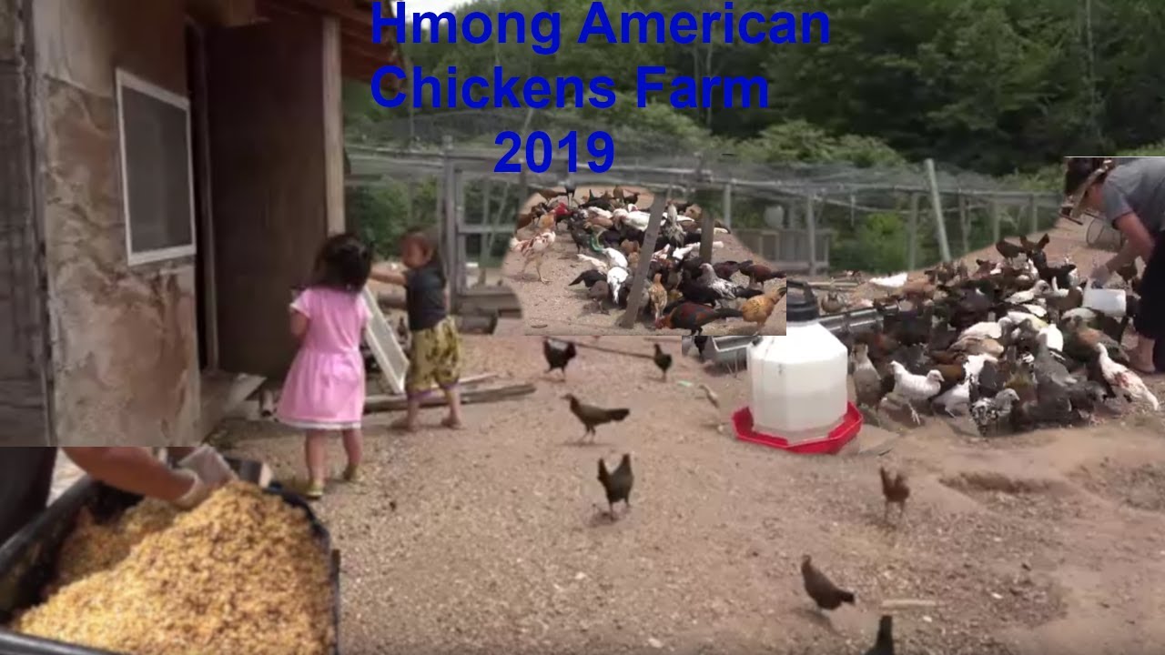 Hmong American Chickens Farm/Hmoob Meskas Chaw Yug Qaib 2019 - YouTube