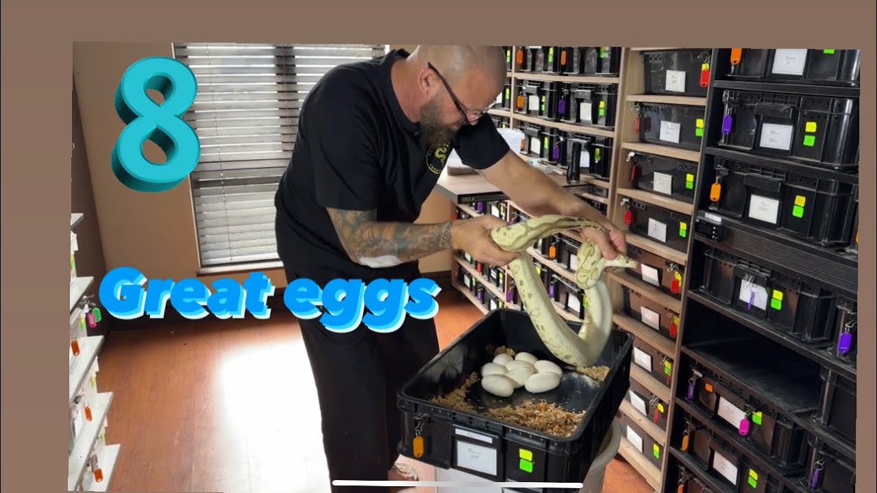 Ball python egg pulling. Freshly laid eggs! - YouTube