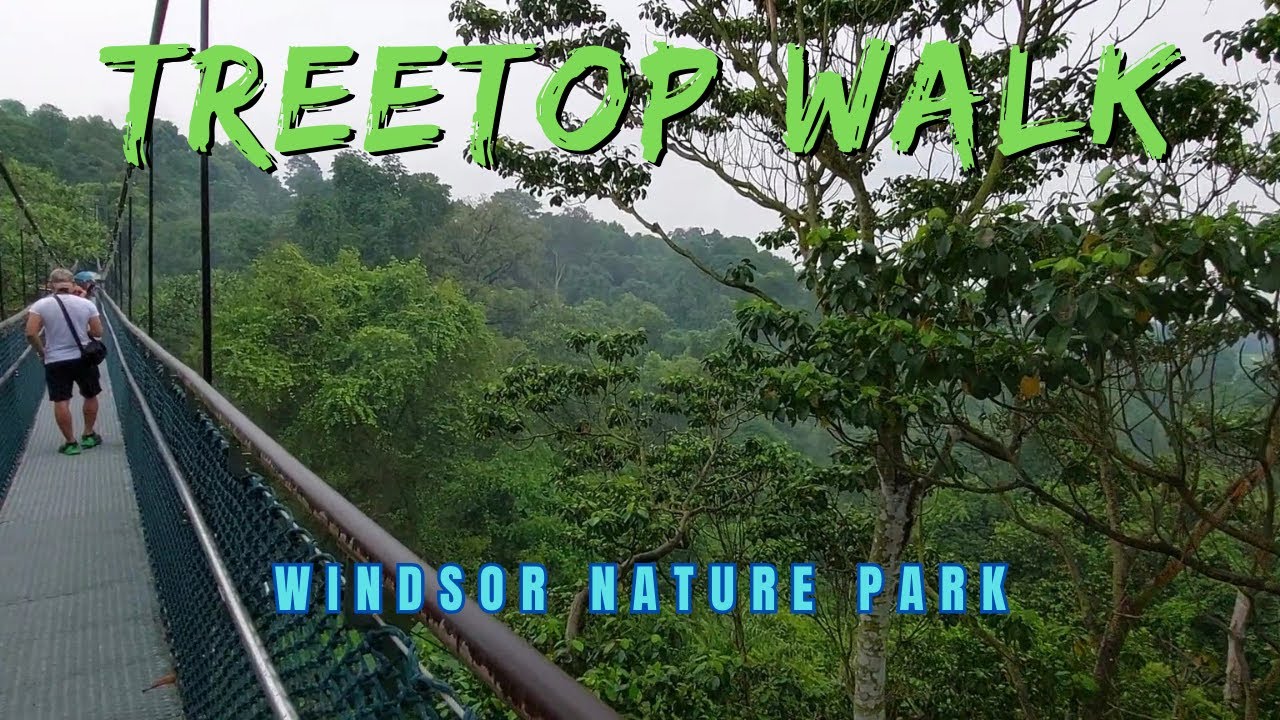 TreeTop Walk | Windsor Nature Park | Singapore - YouTube