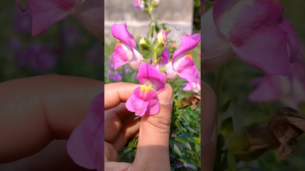 Beautiful seasonal antinium flower|#flowers #trending #shorts - YouTube