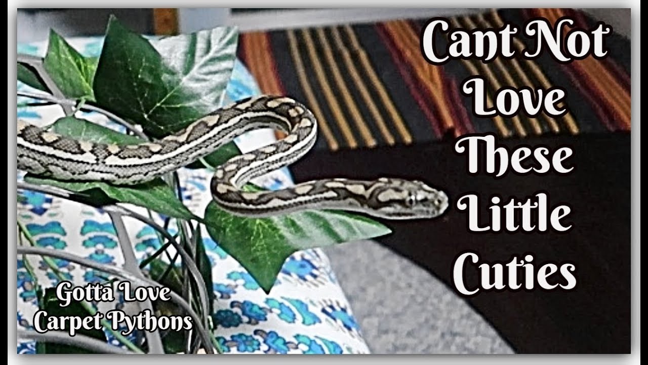 Curious Fearless Little Pythons Exactly How They Should Be - YouTube