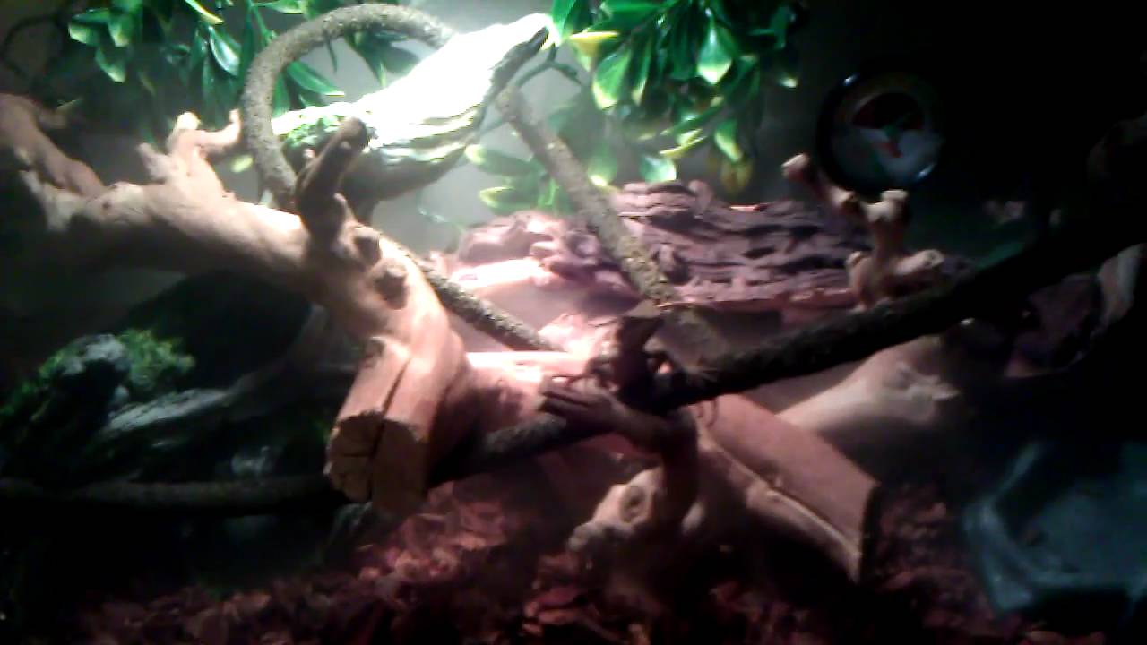 Neon Tree Dragon tank with Repti Fogger - YouTube