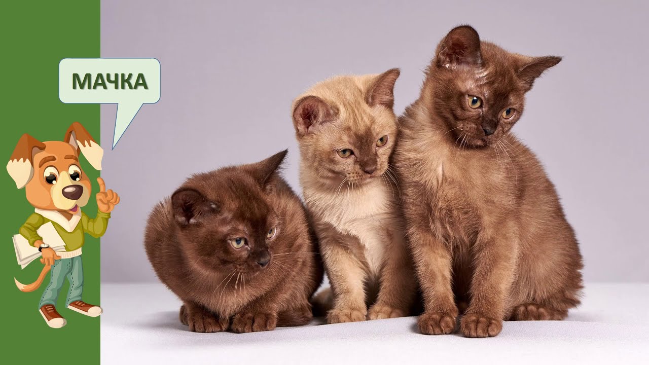 Домашни животни / Domasni zivotni - YouTube