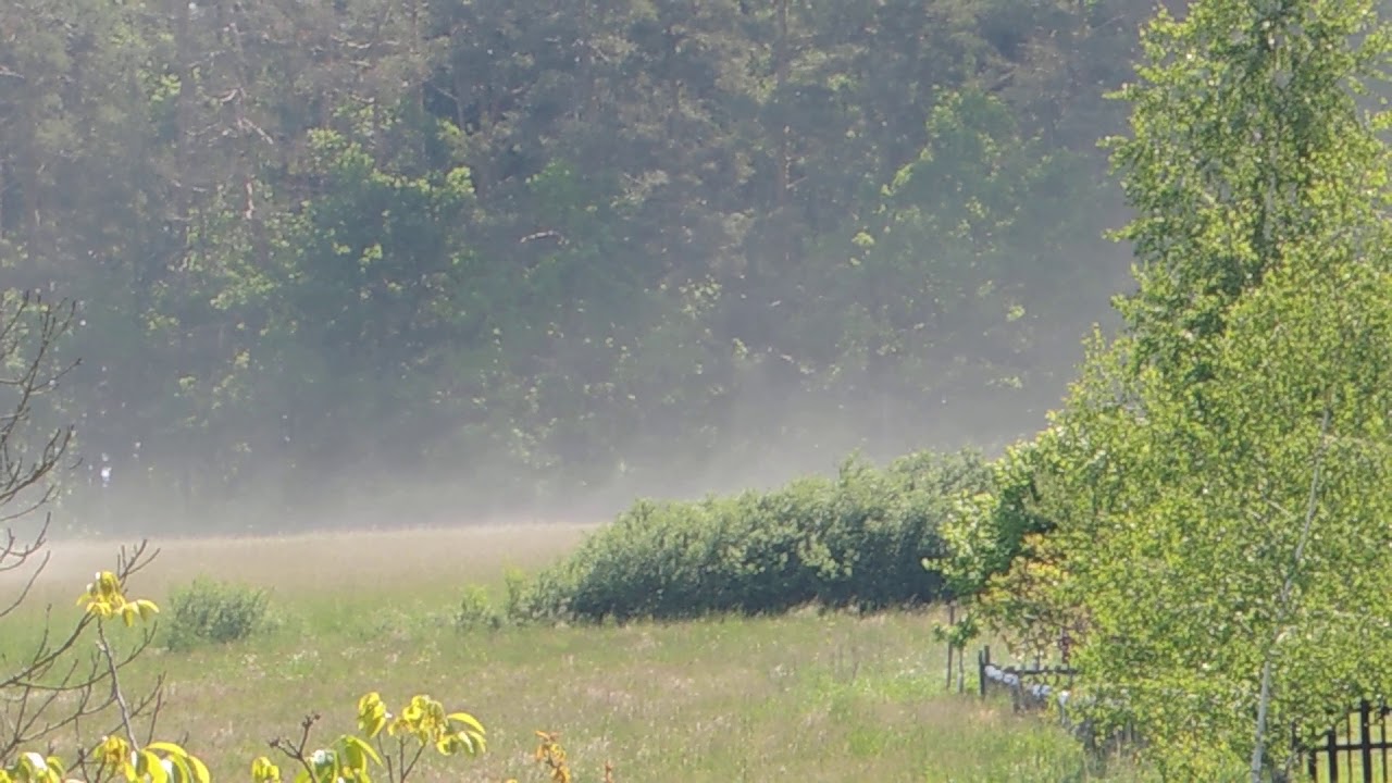 Wind pollination anemophily - wheat (grasses, Poaceae) - YouTube
