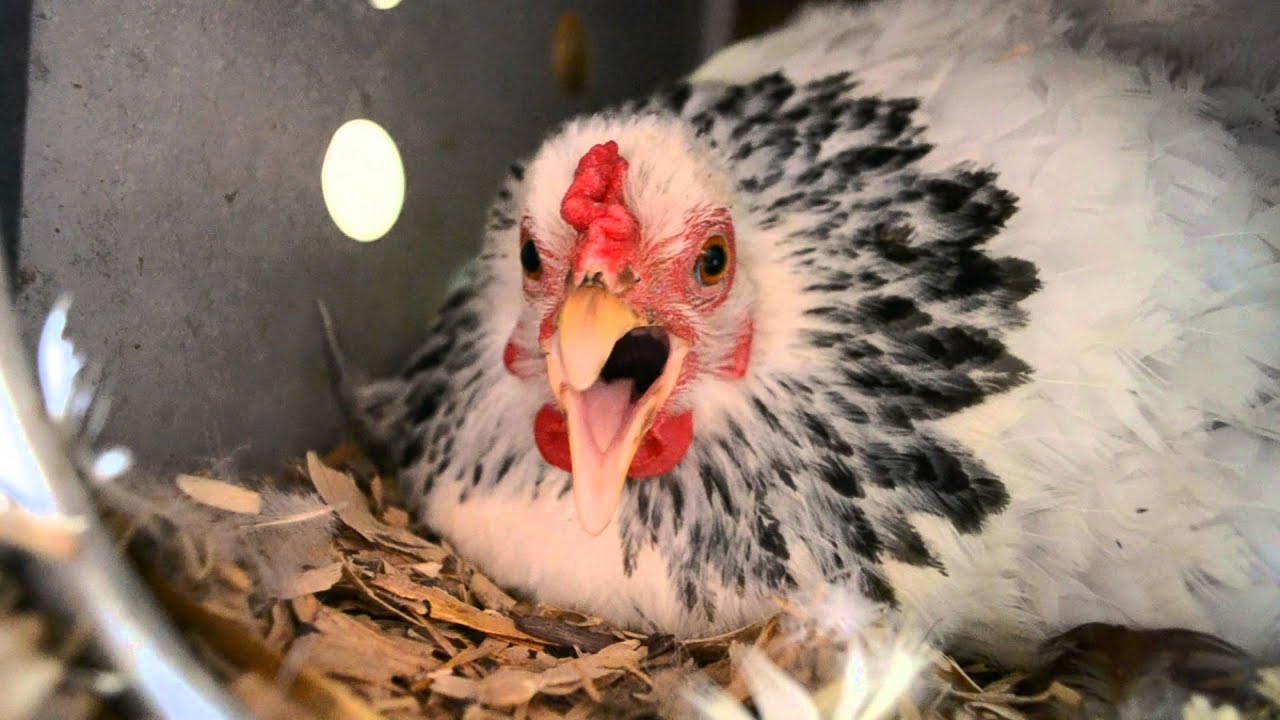 What A Broody Hen Looks Like - YouTube