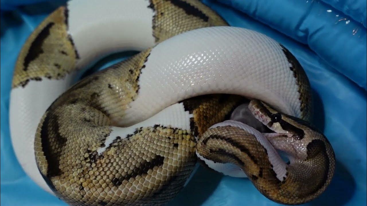 Python snacks on baby rat..ALIVE / warning live feeding - YouTube