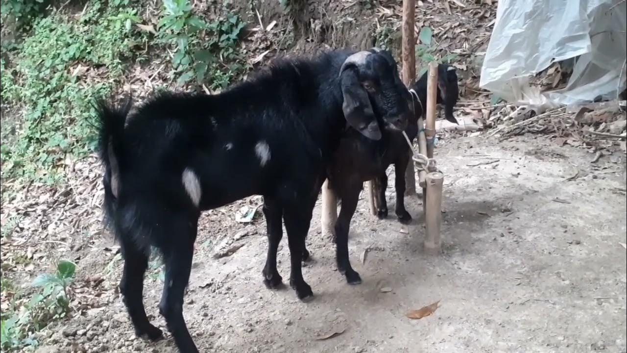 Lots of two goats they do very eautiful surprising shoots which we enjoy May 9, 2023 - YouTube