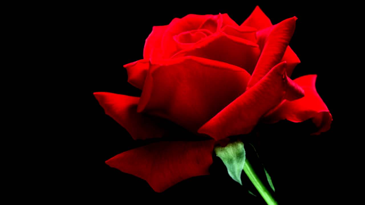 Rosewater Elizabeth - I Know It's Over (The Smiths cover) - YouTube