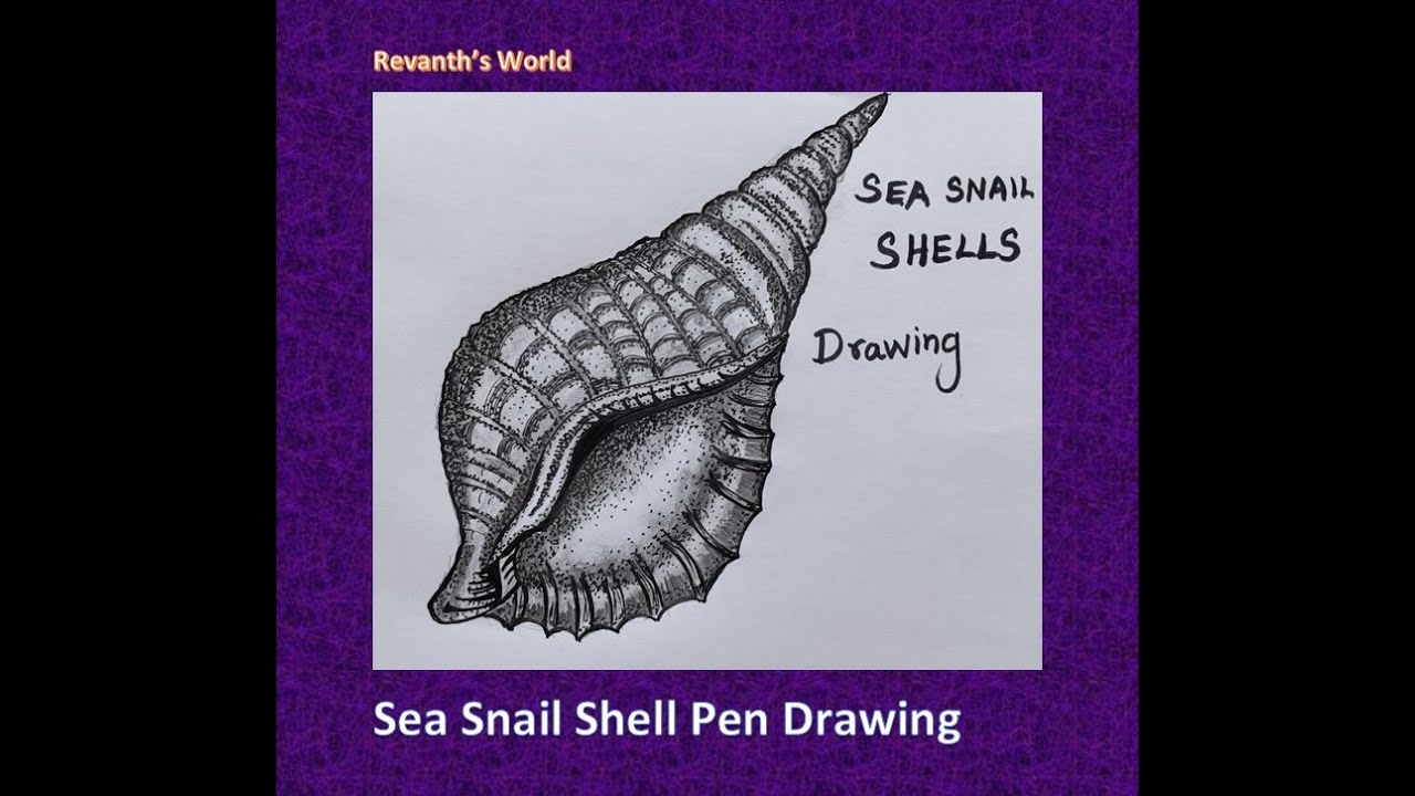 How to draw Snail Sea Shell #drawing #satisfyingvideo - YouTube