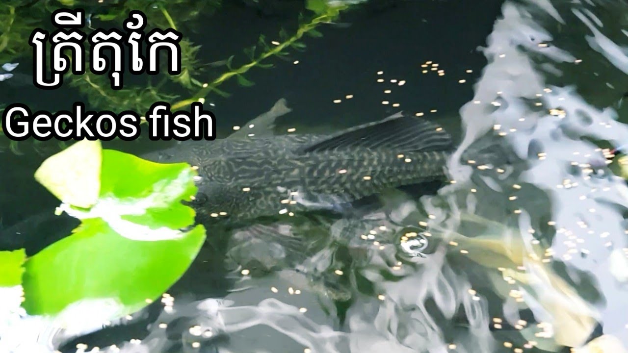 ត្រីតុកែ-The geckos fish impact | CHAN TRAA - YouTube