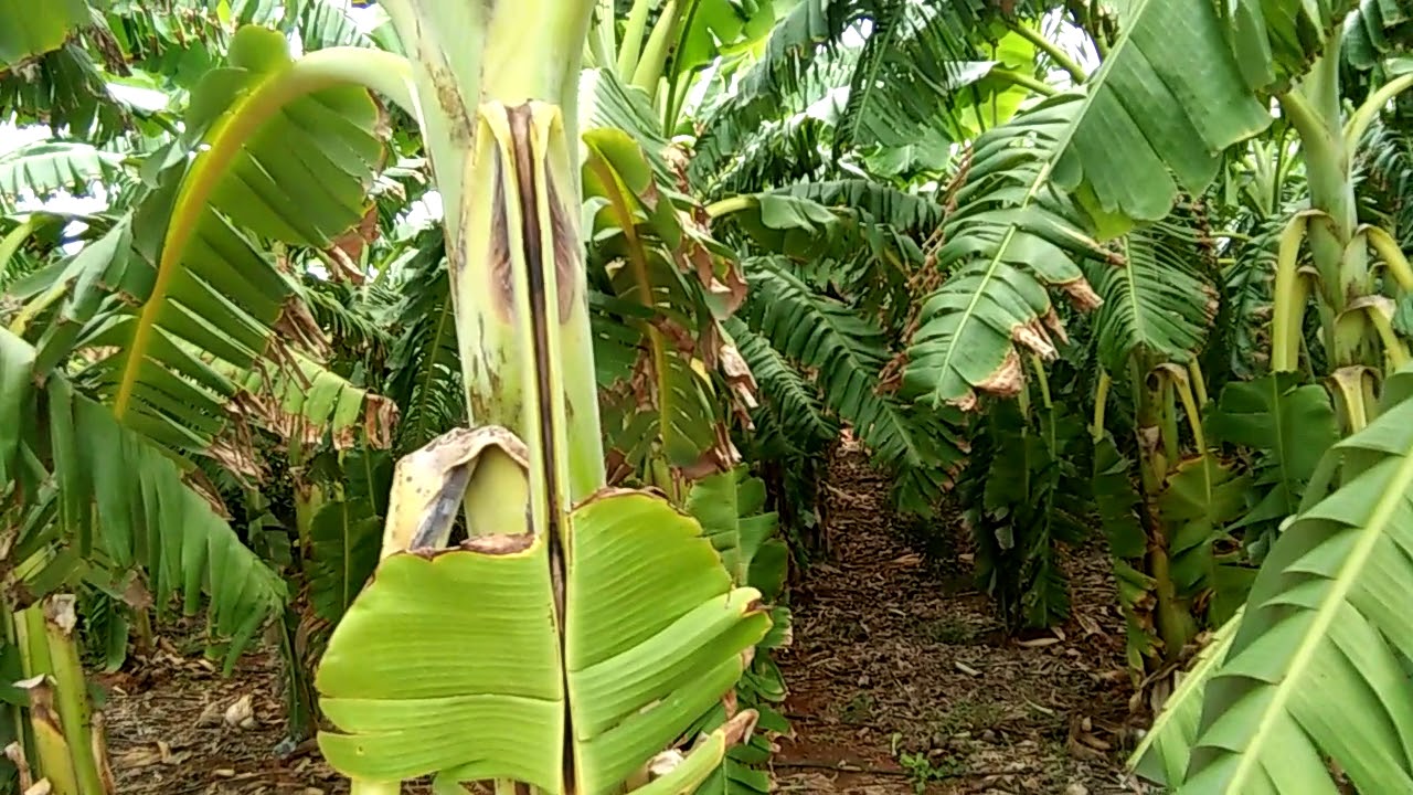 Indian farmer banana trees cultivation watch the video learn the ...