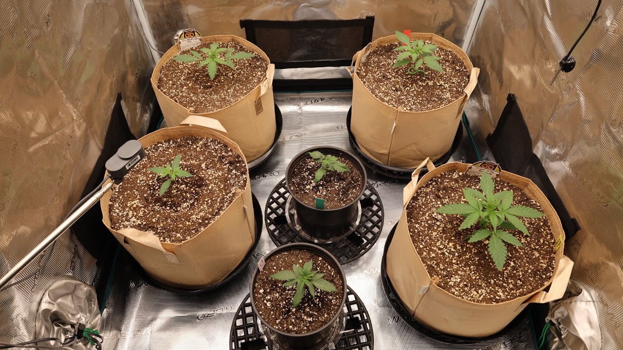 Growing Organic Autoflowers Day16 | Photos Day18 -Transplant - YouTube