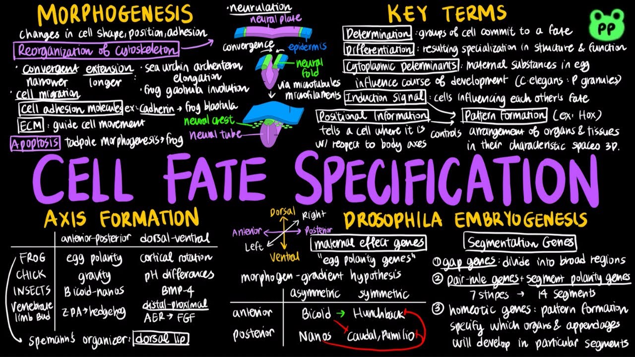 Cell Fate Specification | Animal Physiology 13 | Biology | PP Notes ...