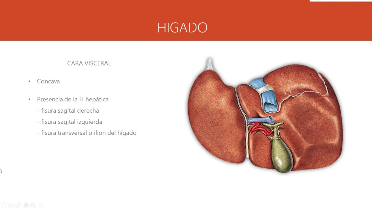 HIGADO, VÍAS BILIARES, FORMACIÓN DEL COLÉDOCO, IRRIGACIÓN, DRENAJE ...