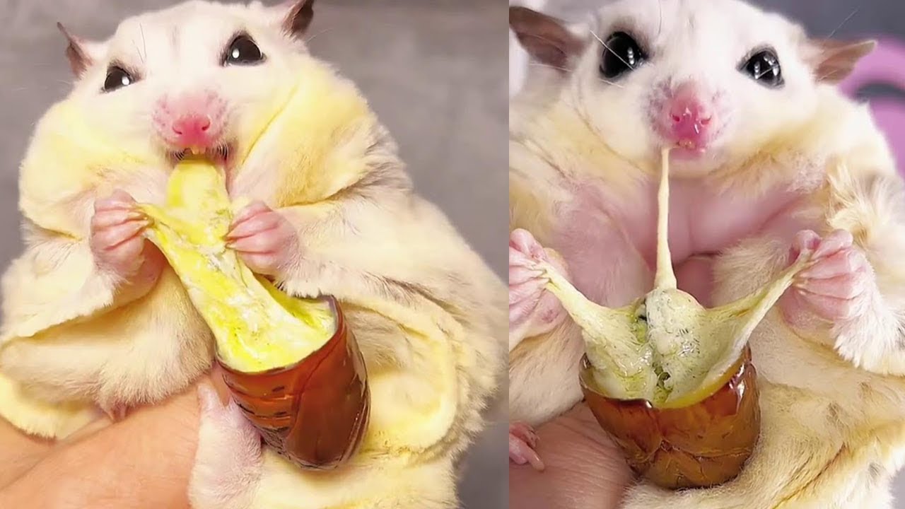 The Big Silkworm Chrysalis With Brushed Cheese Is So Delicious For The ...