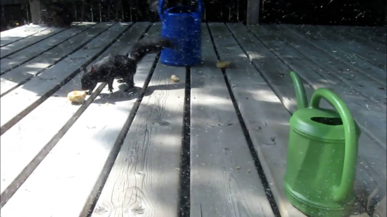 Callie & The Squirrel - YouTube