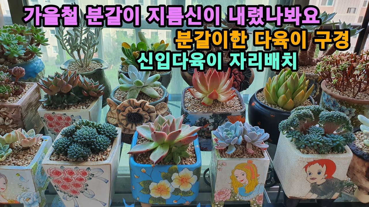 다육이♡ 가을철 분갈이 지름신이 내렸나봐요~🤣🤣 분갈이한 다육이 구경💓 신입다육이 자리배치 💓 Youtube